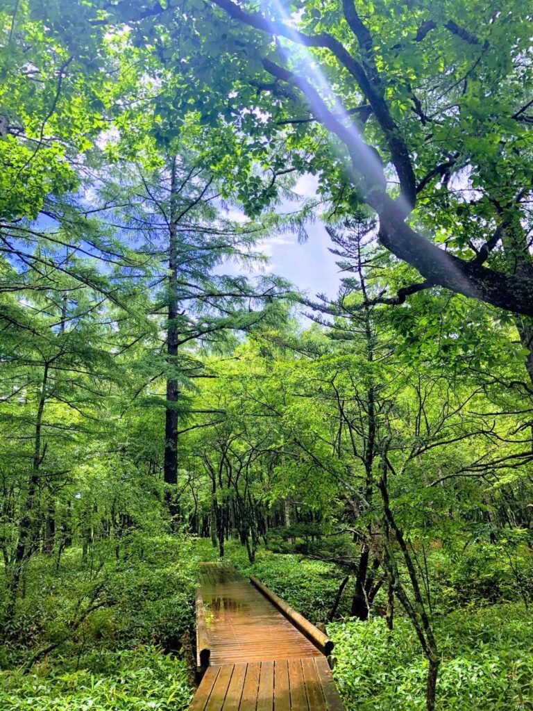 奥日光2日目「戦場ヶ原」 - さささんぽ